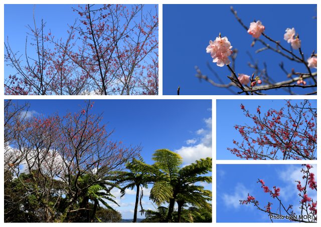 R07(2025)瀬戸内町イベント写真集